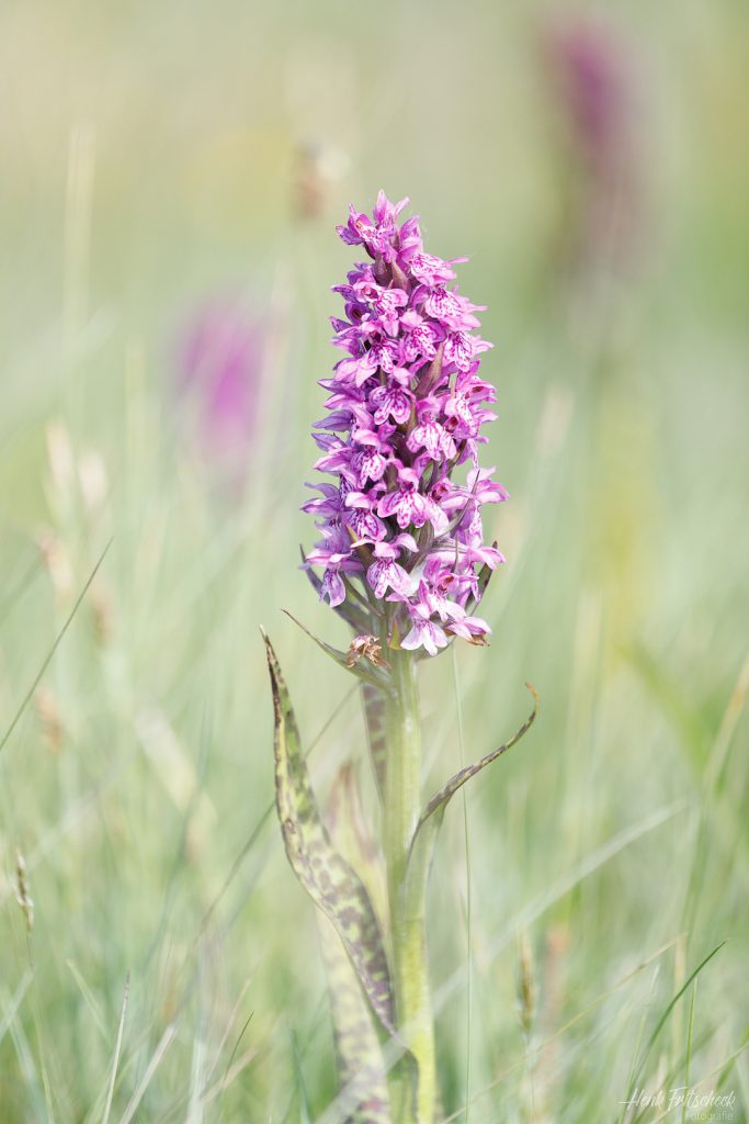Blog #063 Orchideeën aan de Noord-Hollandse kust - HFAnywhere Fotografie