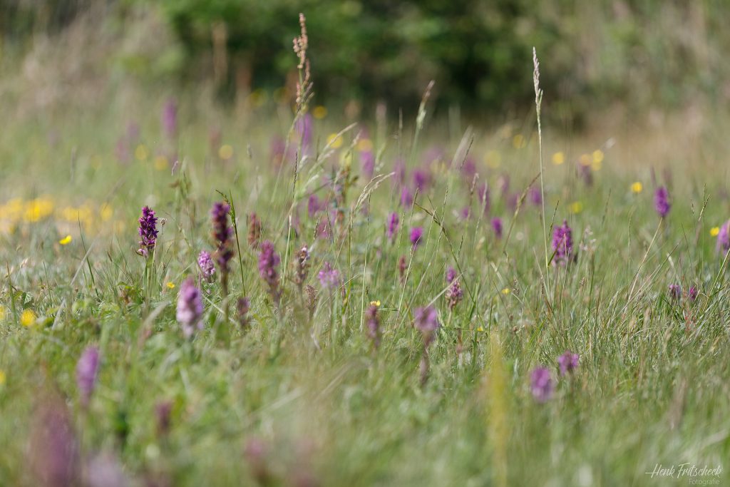 Blog #063 Orchideeën aan de Noord-Hollandse kust - HFAnywhere Fotografie