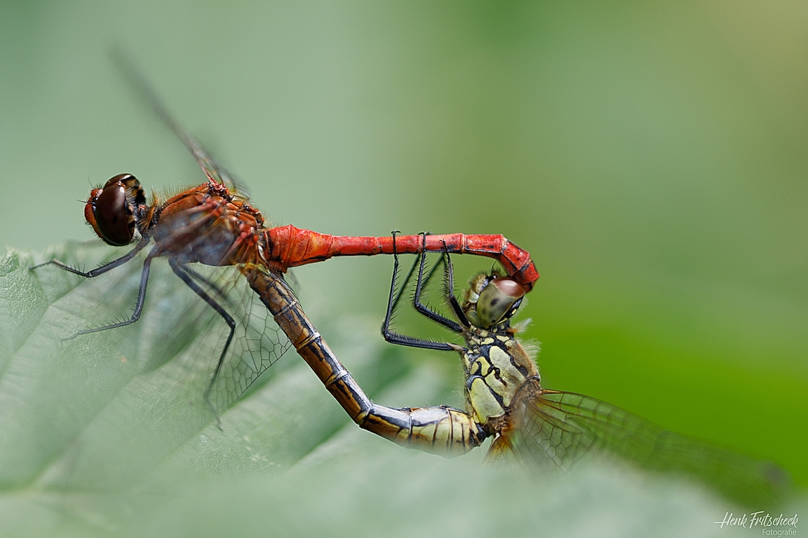 Blog #074 Heidelibellen - HFAnywhere Fotografie